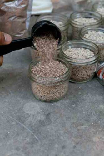 Growing Mushrooms at Home: The PF Tek Method – Mother Earth News